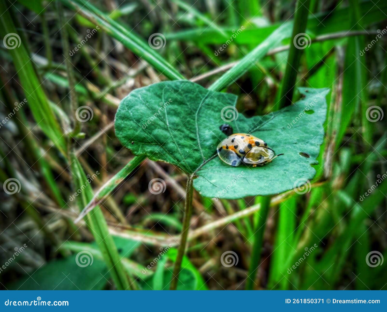 Insectos de hojas imagen de archivo. Imagen de bicho - 261850371
