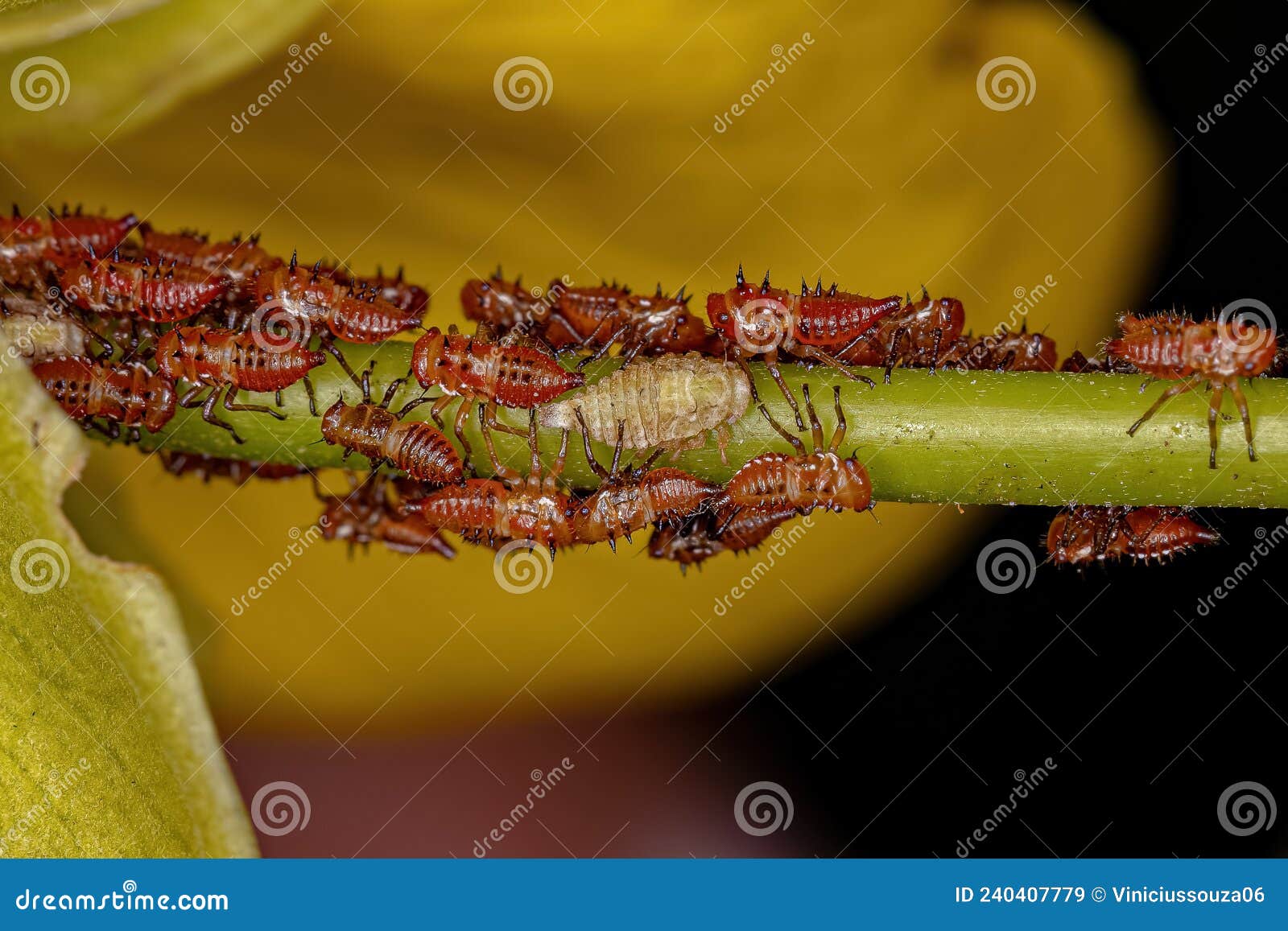 Insectos De Treehopper Nymphs Imagen de archivo - Imagen de dorado ...