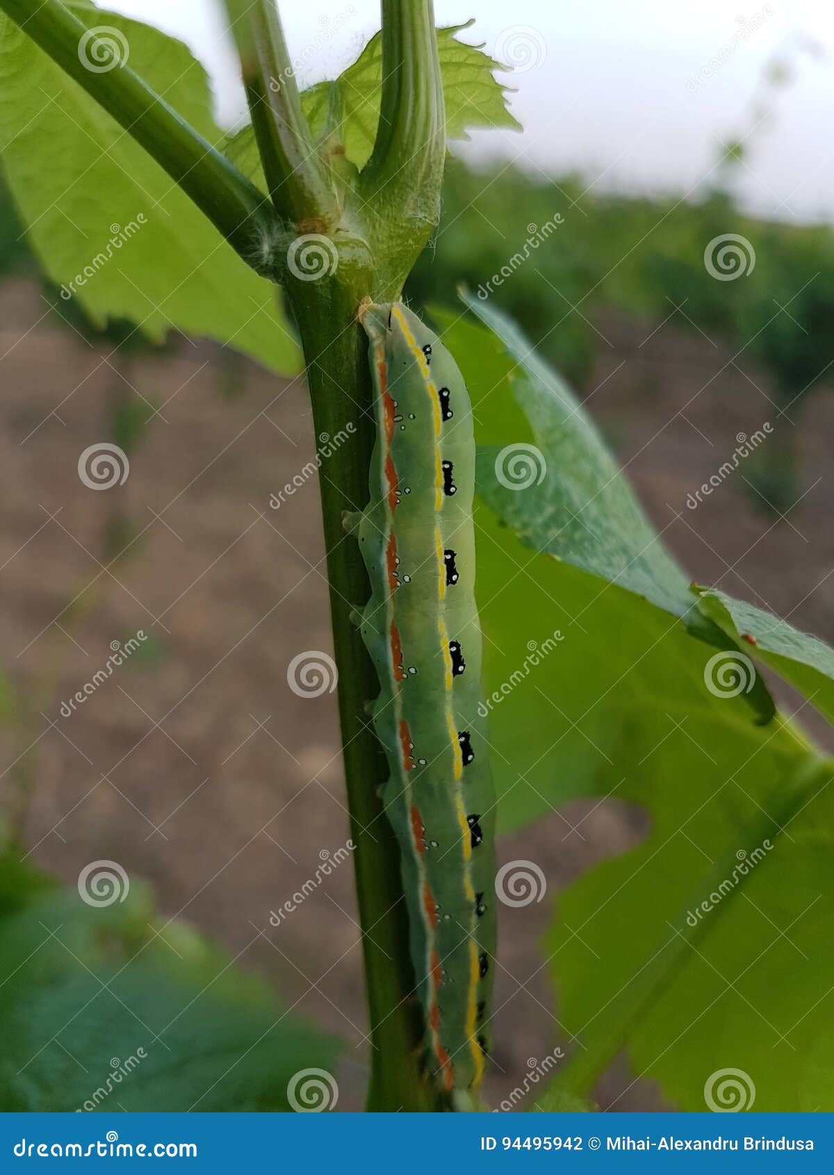 Insectos del gusano foto de archivo. Imagen de gusano - 94495942