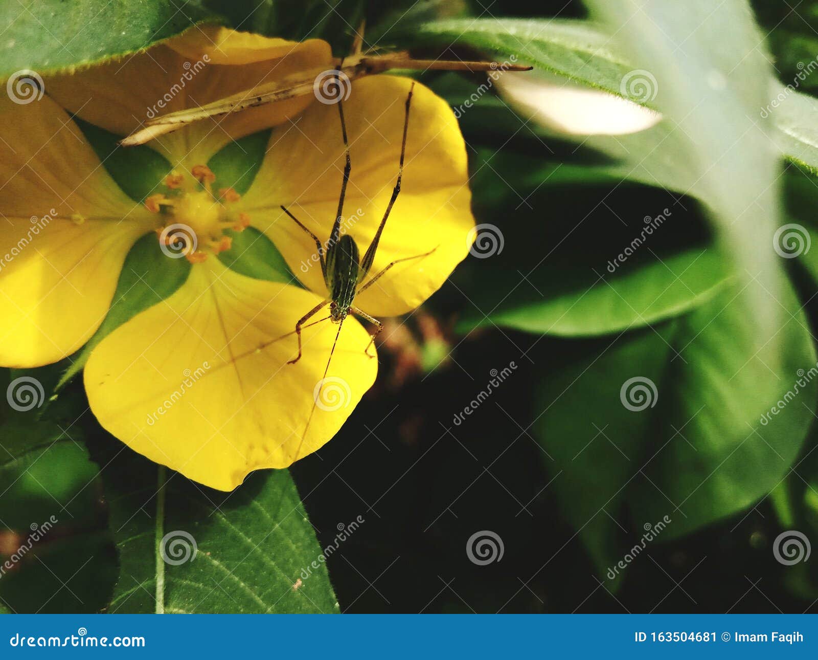 Insectos en amarillo imagen de archivo. Imagen de amarillo - 163504681