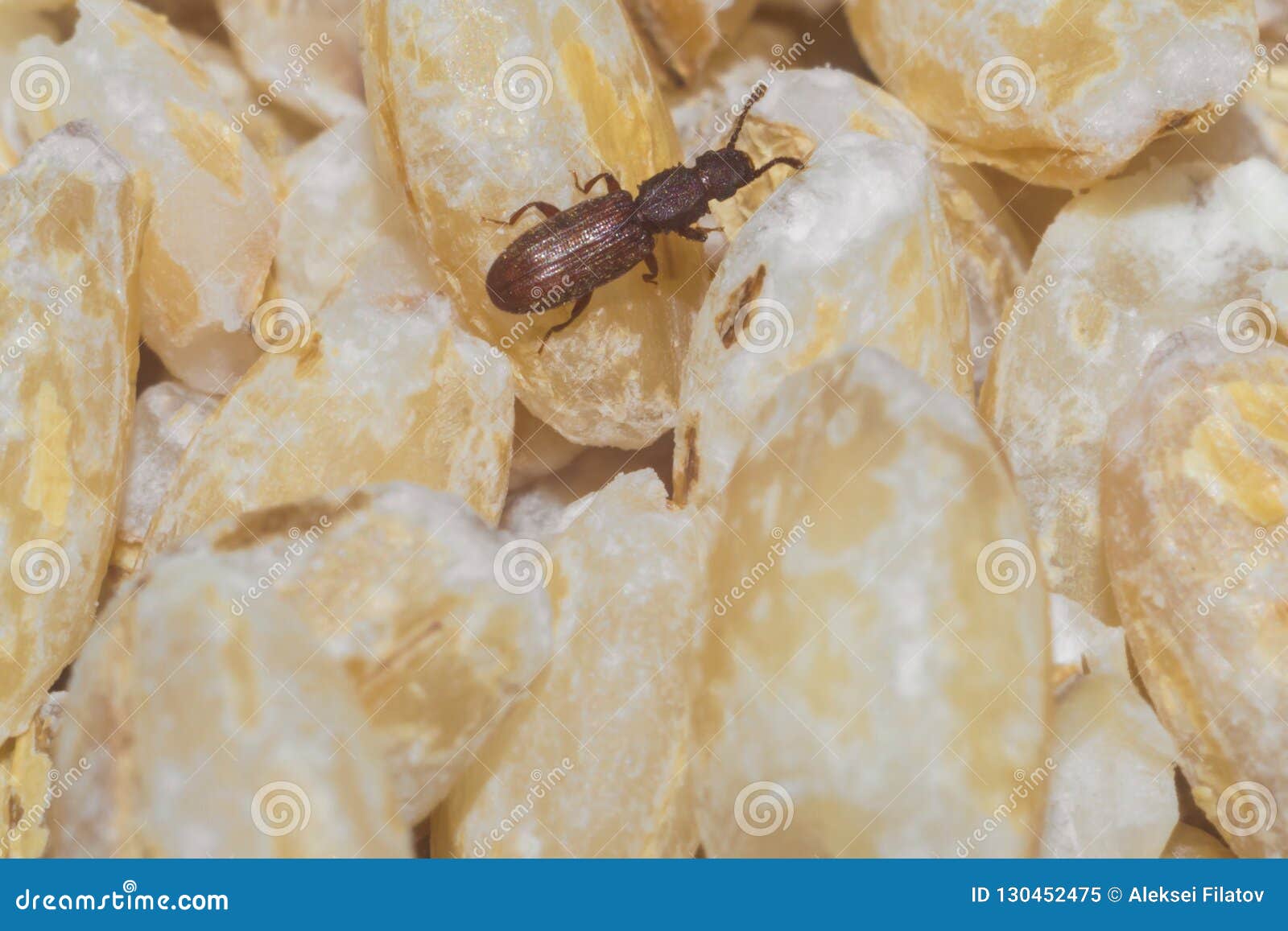 Insectos en comida imagen de archivo. Imagen de textura - 130452475