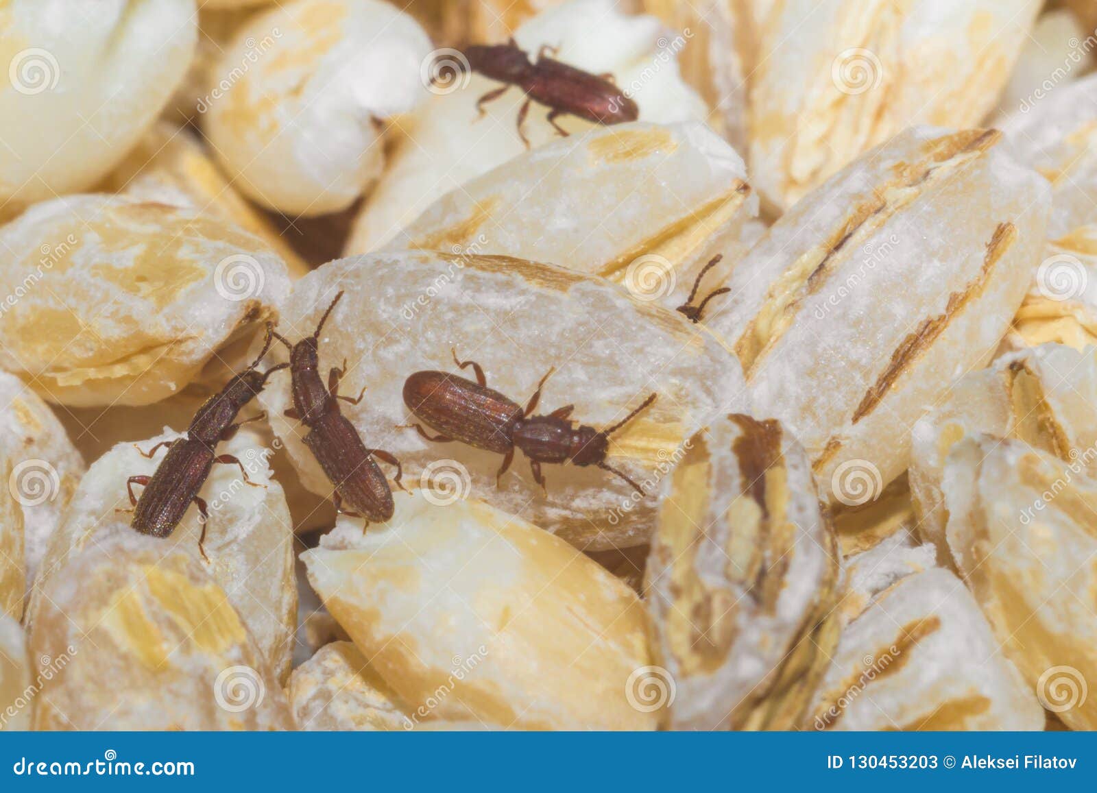 Insectos en comida imagen de archivo. Imagen de macro - 130453203