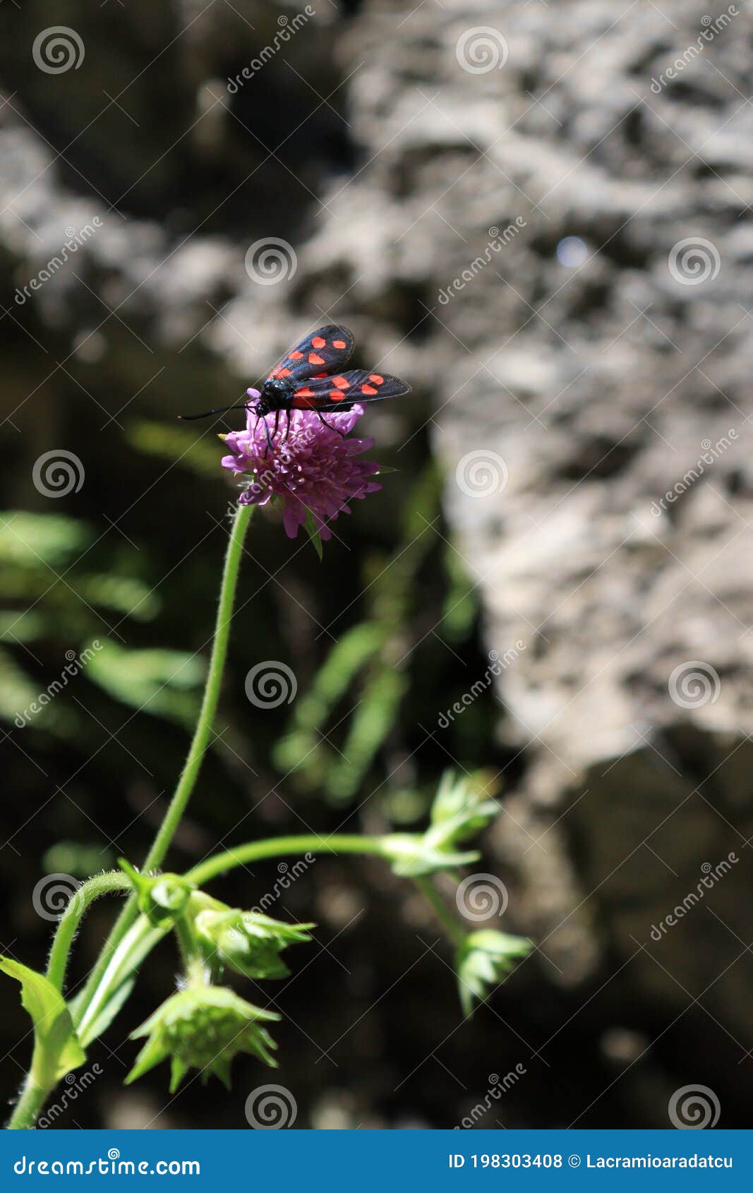 Insectos en flor foto de archivo. Imagen de arbusto - 198303408