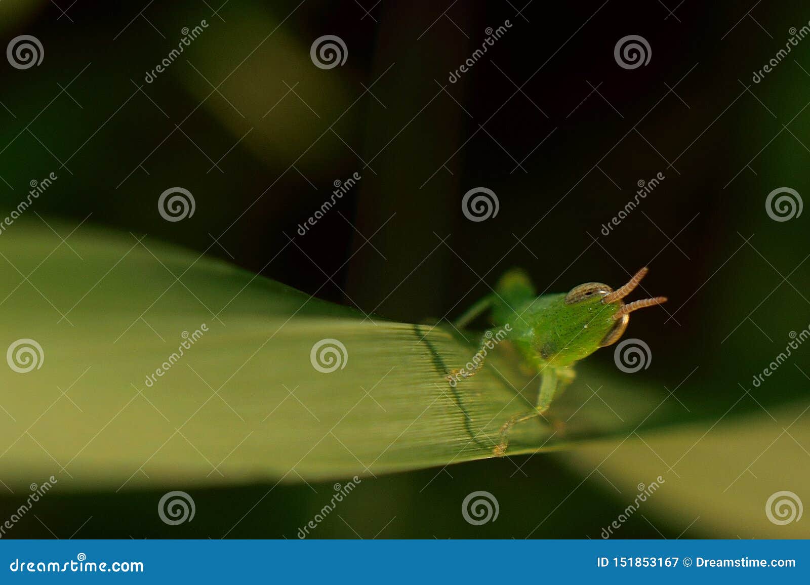 Insectos en hoja verde imagen de archivo. Imagen de verde - 151853167