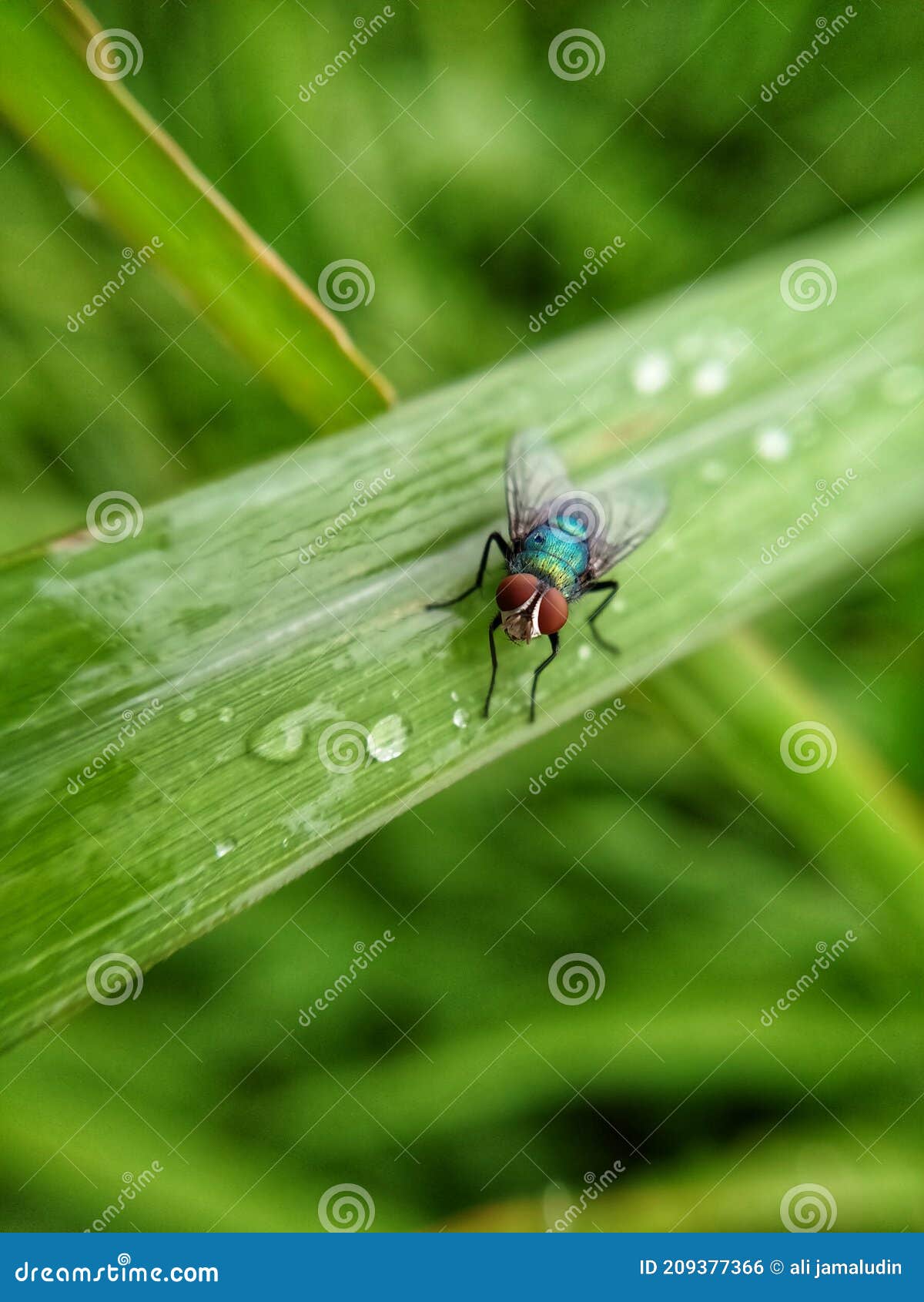 Insectos En Hojas Con Lente Macro Foto de archivo - Imagen de mosca ...