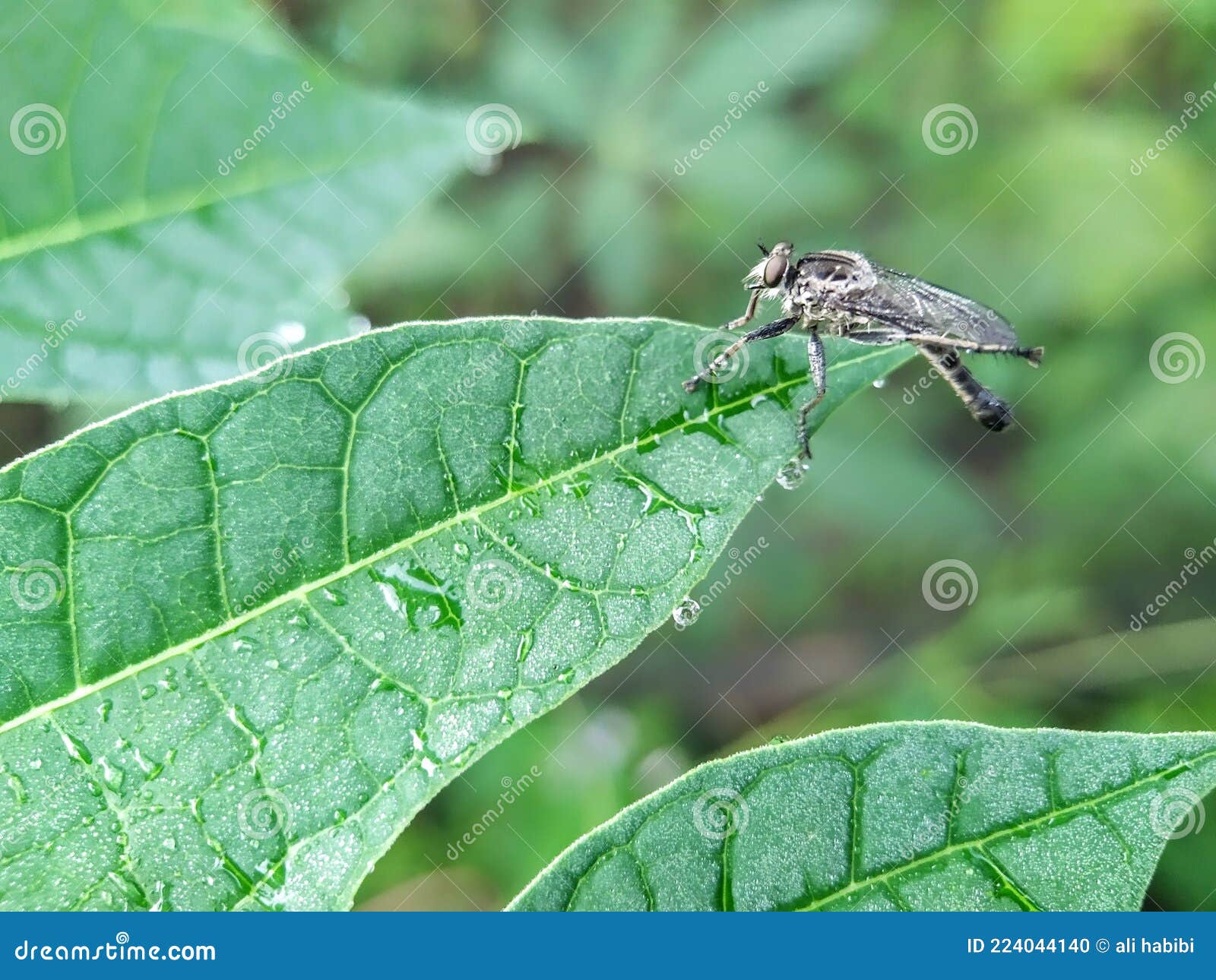 Insectos En Hojas En El Jardín Foto de archivo - Imagen de macro ...
