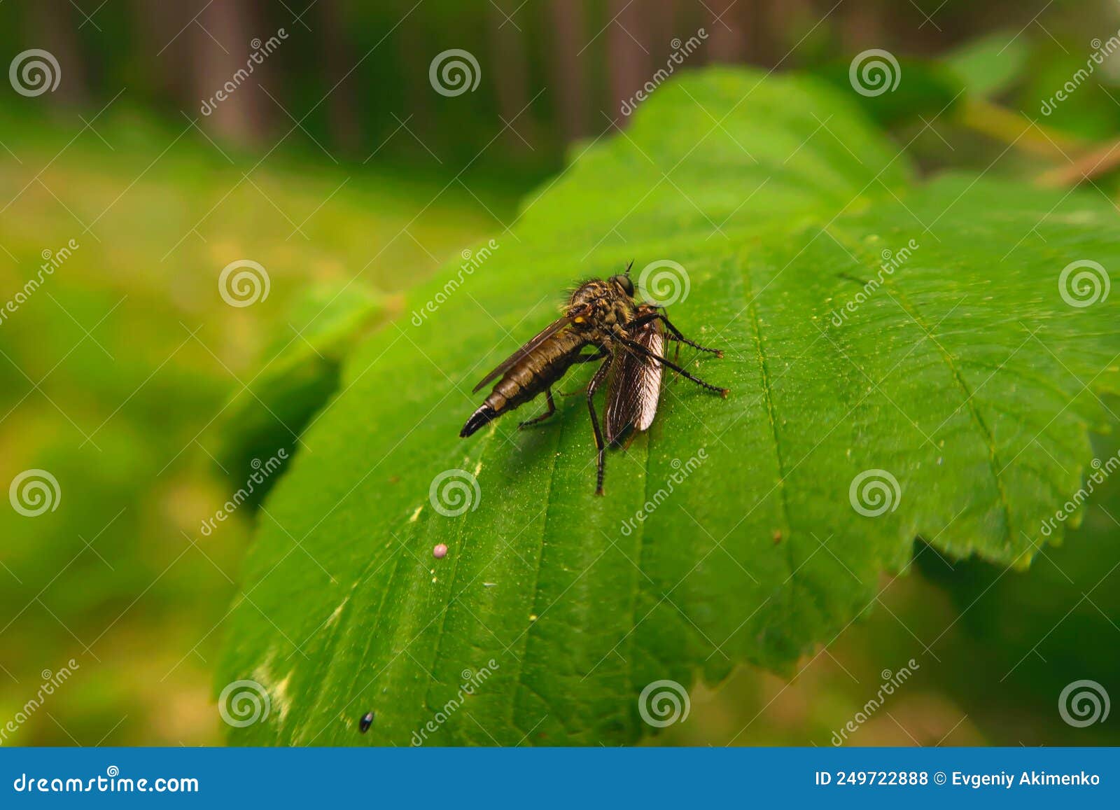 Insectos en hojas verdes foto de archivo. Imagen de planta - 249722888