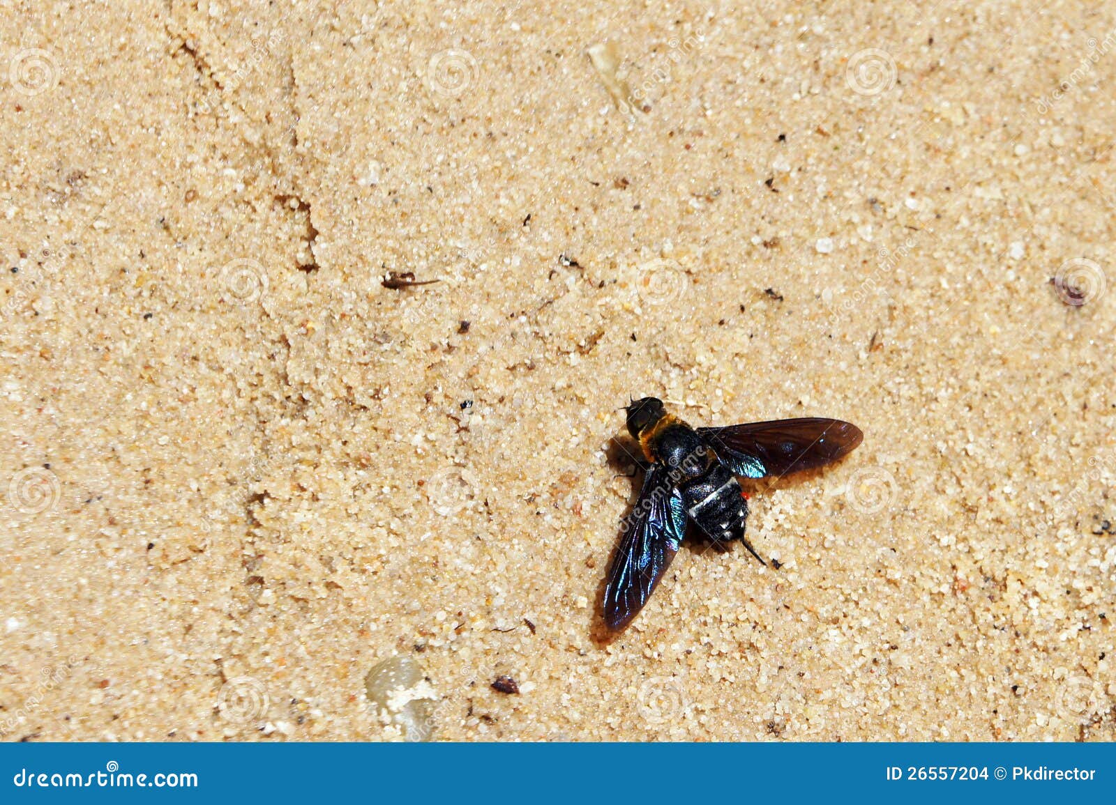 Insectos en la arena foto de archivo. Imagen de especie - 26557204