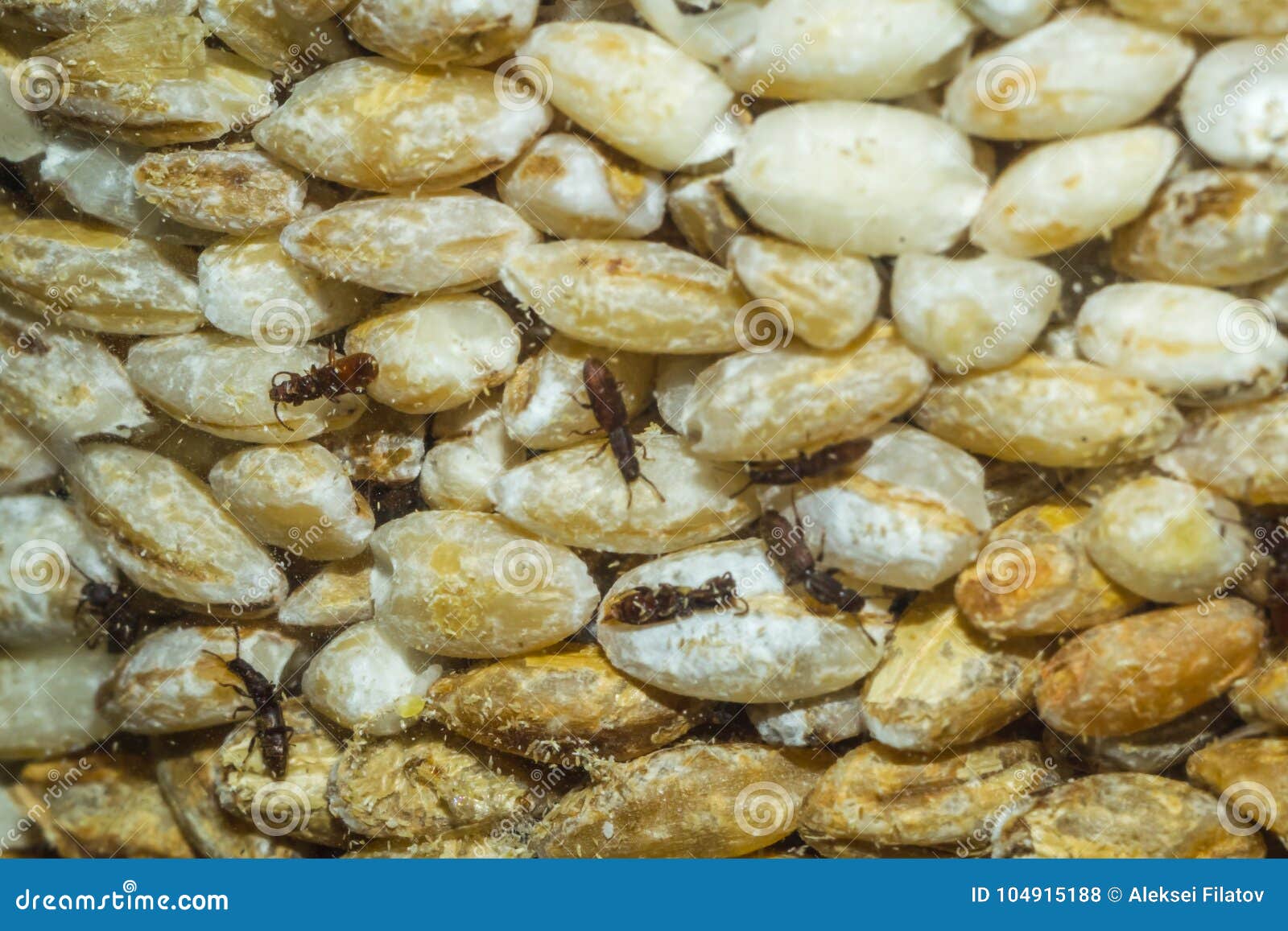 Insectos en la casa foto de archivo. Imagen de interior - 104915188