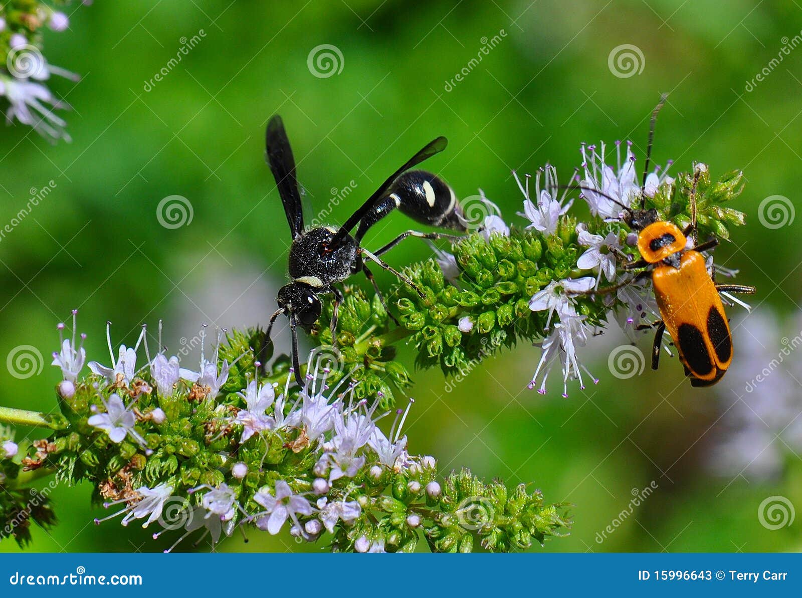 Insectos en la flor imagen de archivo. Imagen de fondo - 15996643