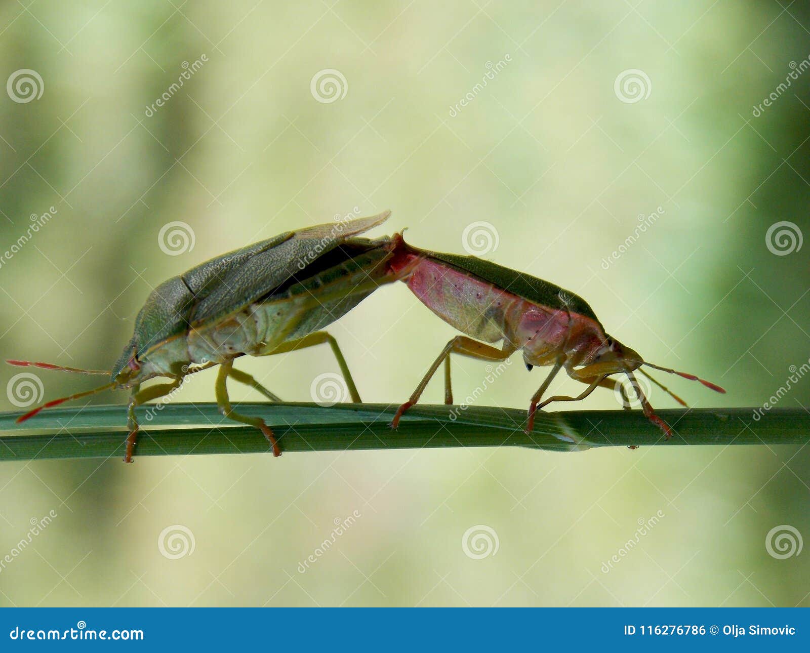 Insectos en la lista foto de archivo. Imagen de hoja - 116276786
