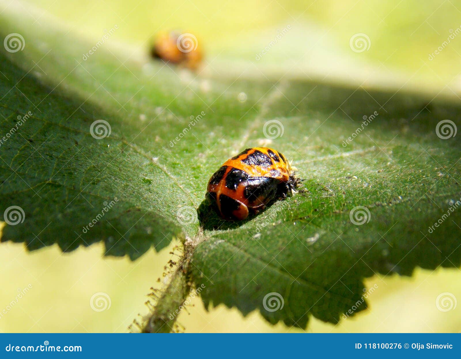 Insectos en la lista foto de archivo. Imagen de lista - 118100276