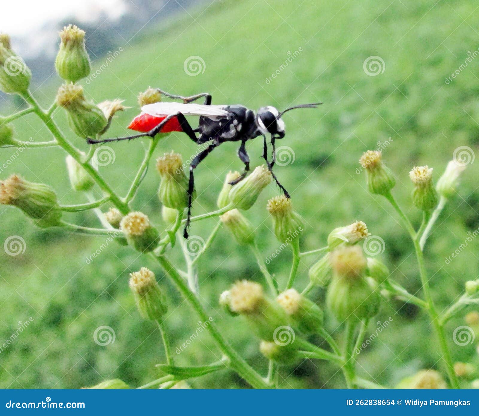 Insectos en las flores foto de archivo. Imagen de animal - 262838654