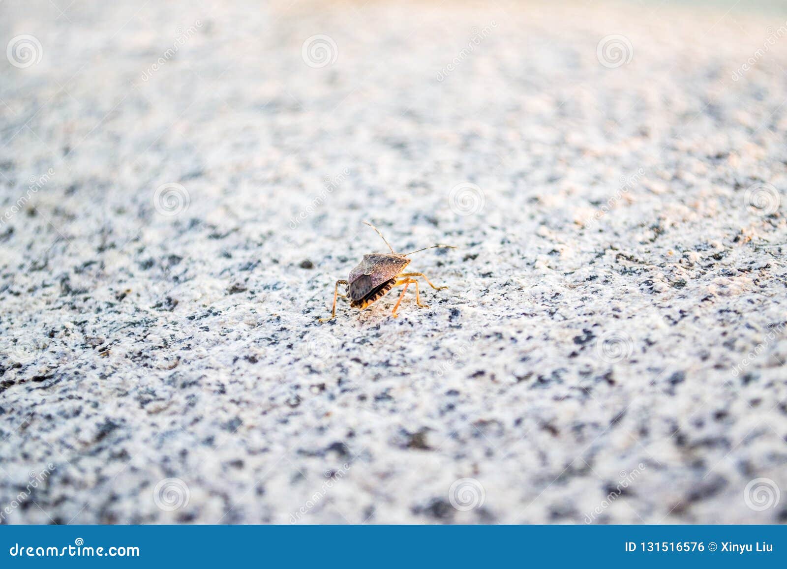 Insectos En Las Paredes Del Cemento Foto de archivo - Imagen de sombra ...