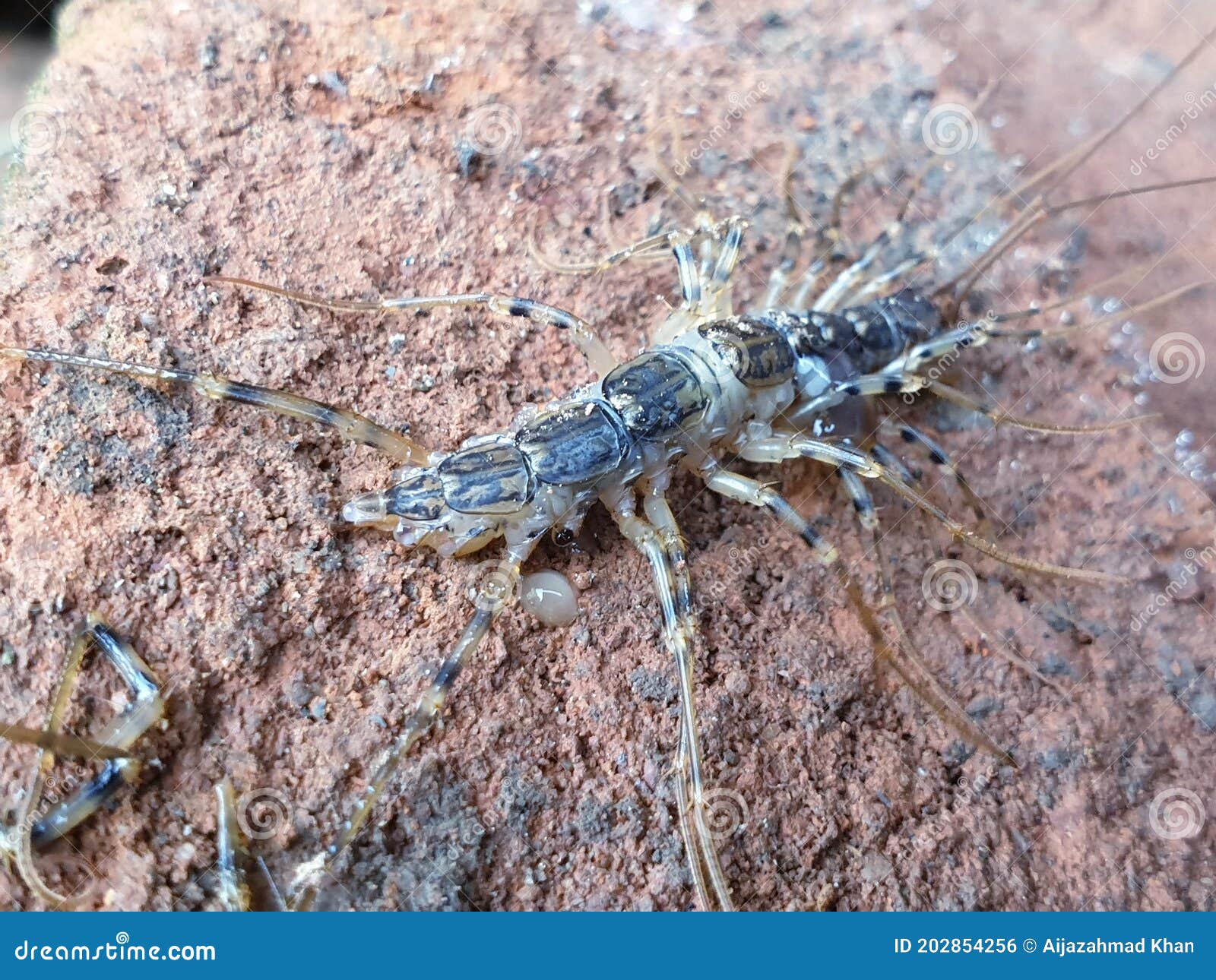 Insectos En Tierra En Color Gris Foto de archivo - Imagen de travieso ...