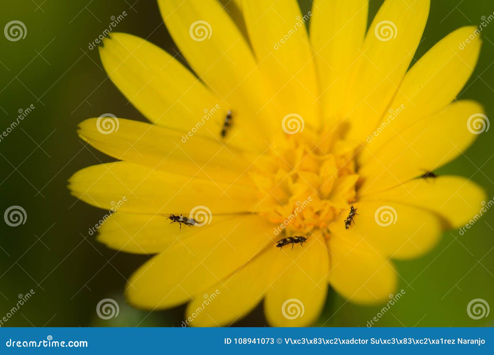 Insectos en una flor imagen de archivo. Imagen de pétalos - 108941073