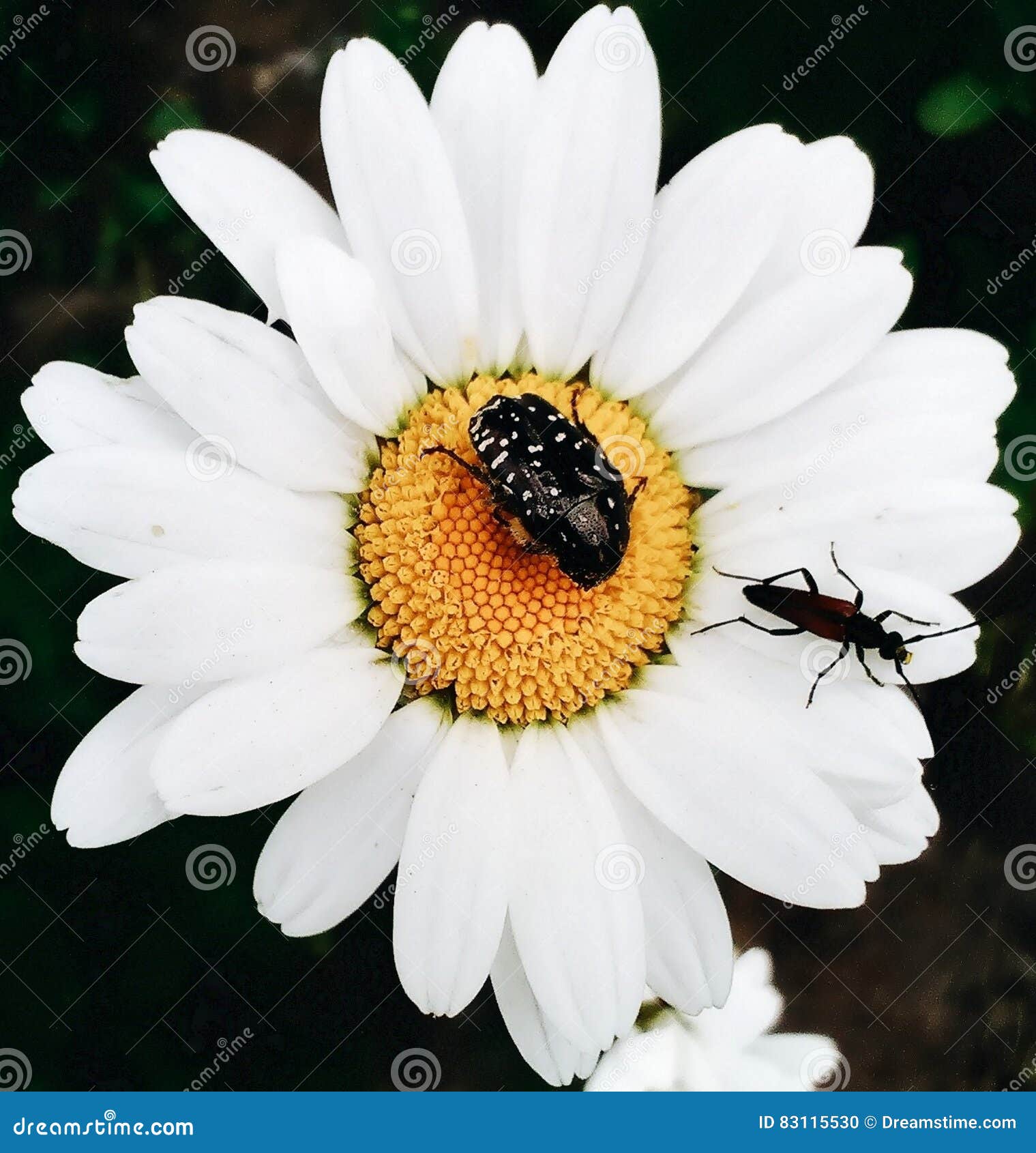 Insectos en una flor foto de archivo. Imagen de hermoso - 83115530