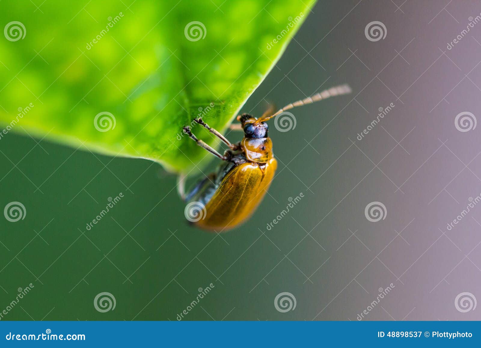Insectos En Una Hoja Verde En Primavera Imagen de archivo - Imagen de ...