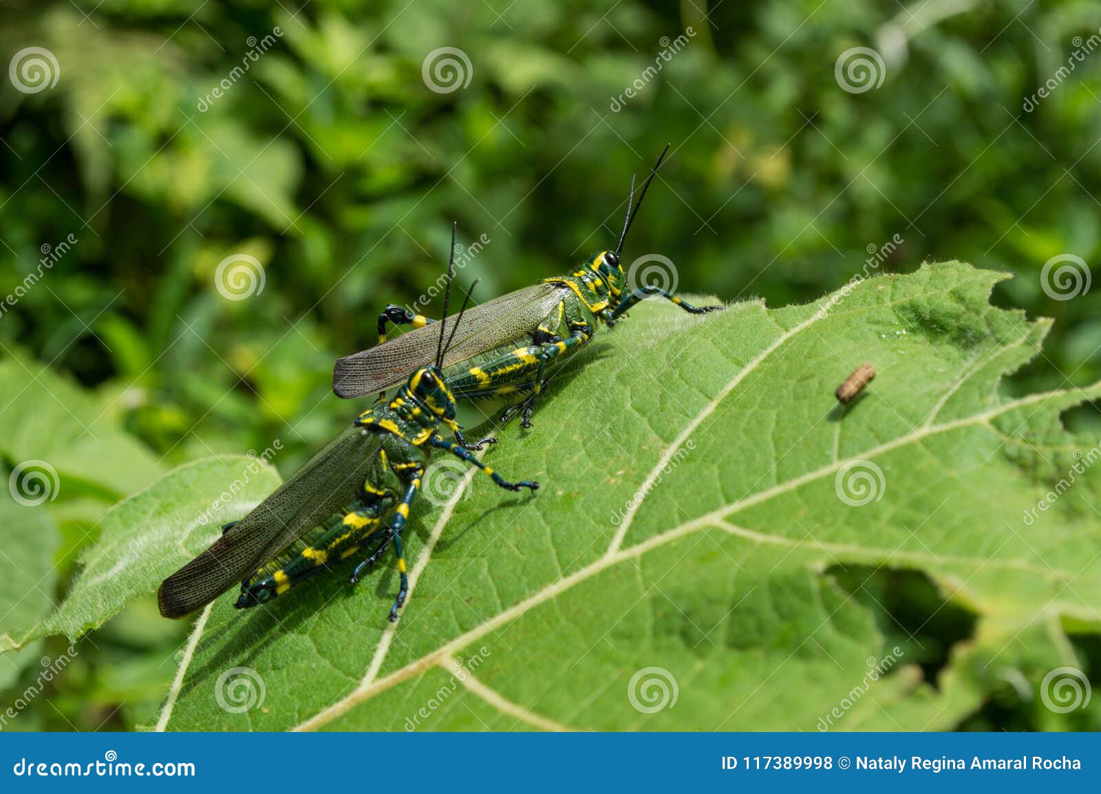 Insectos hermosos foto de archivo. Imagen de cubo, verde - 117389998