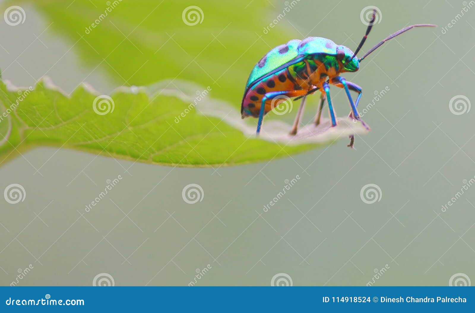 Insectos Hermosos En La Hoja Foto de archivo - Imagen de hermoso, verde ...