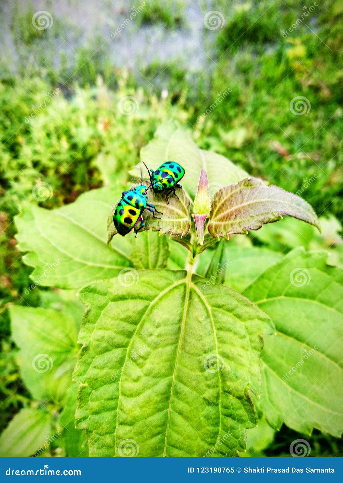 Insectos Hermosos Que Hacen El Amor Imagen de archivo - Imagen de ...