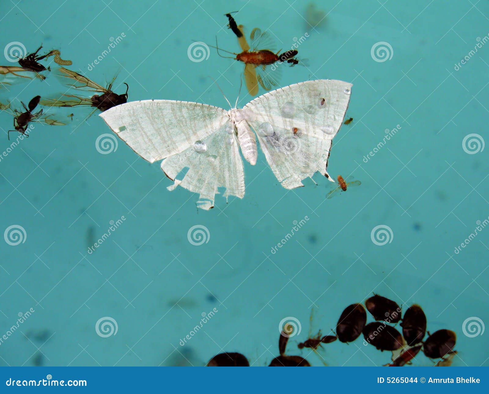 Insectos muertos foto de archivo. Imagen de muerto, flotador - 5265044