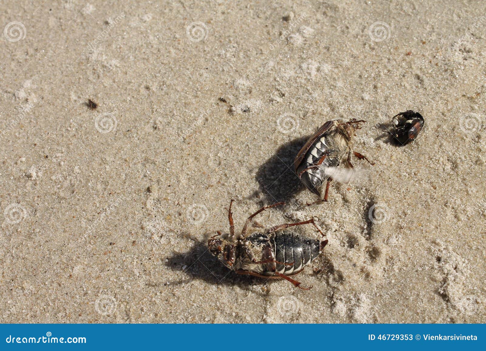 Insectos Muertos En La Playa Letona Imagen de archivo - Imagen de ...