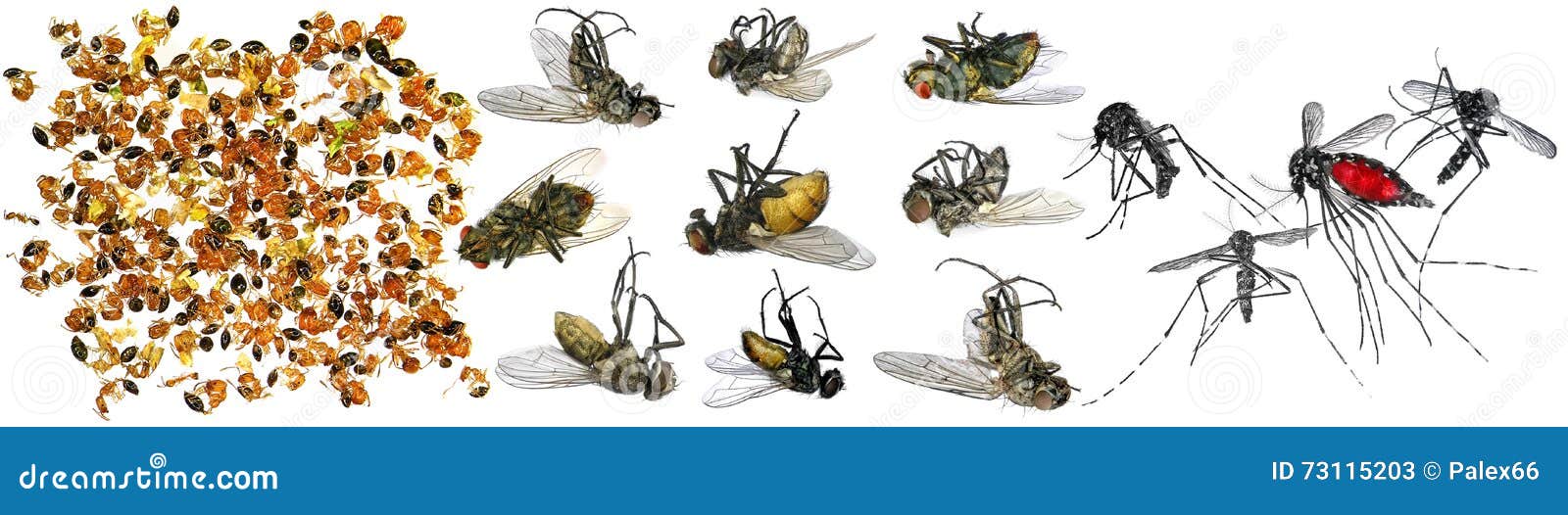 Insectos muertos Macro imagen de archivo. Imagen de pesticida - 73115203