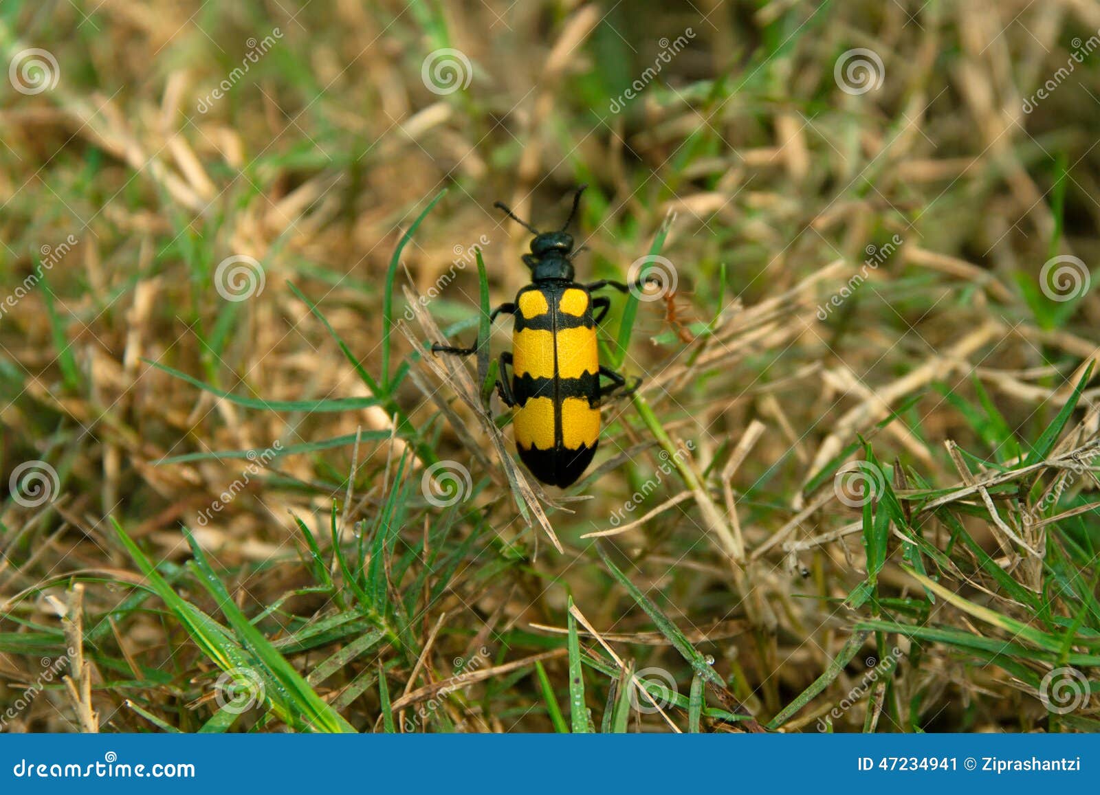Insectos Negros Amarillos De La Hierba Imagen de archivo - Imagen de ...