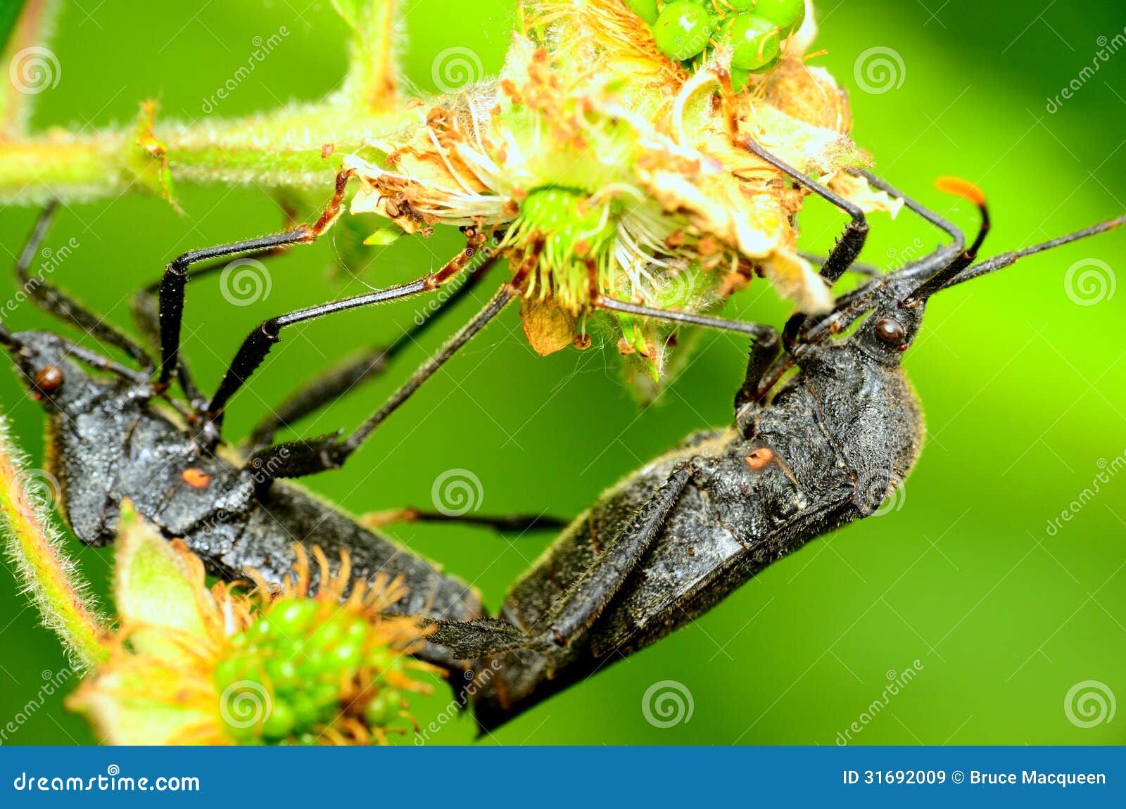 Insectos negros del hedor imagen de archivo. Imagen de fauna - 31692009