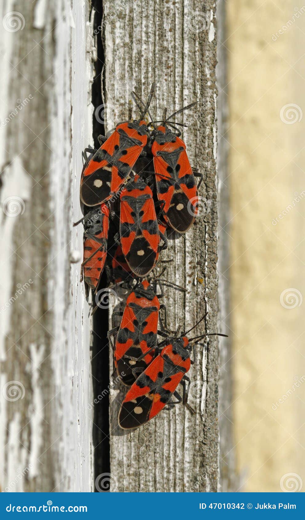 Insectos negros y rojos foto de archivo. Imagen de pared - 47010342