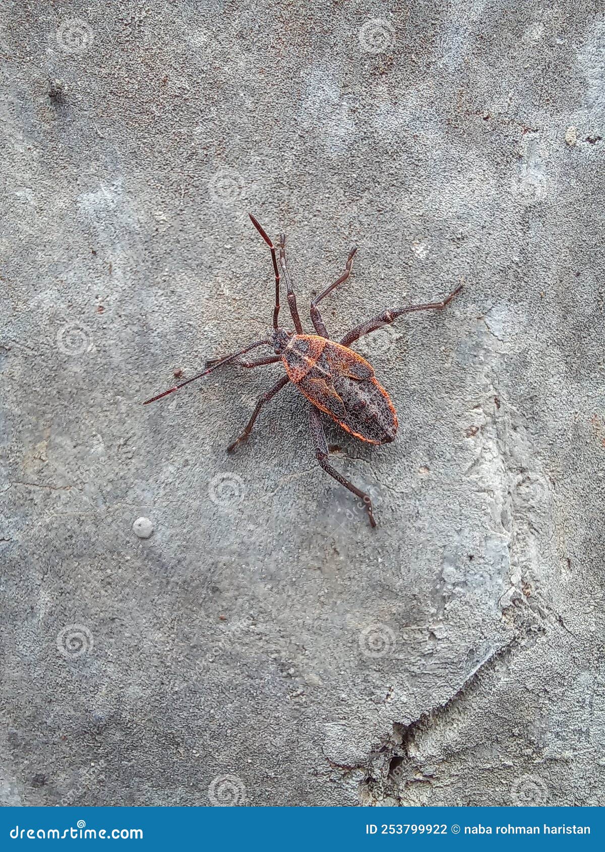 Insectos Pegados a La Pared Gris Foto de archivo - Imagen de suelo ...