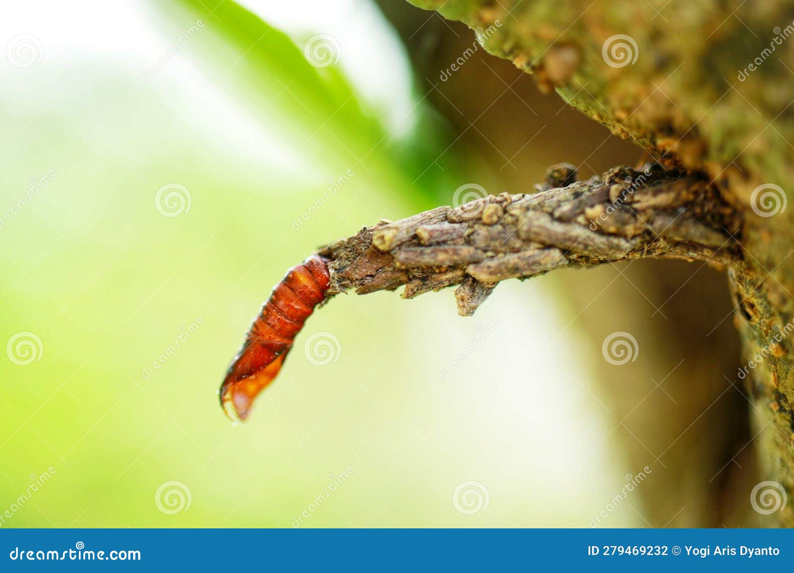 Insectos a Punto De Salir De Sus Capullos? Foto de archivo - Imagen de ...