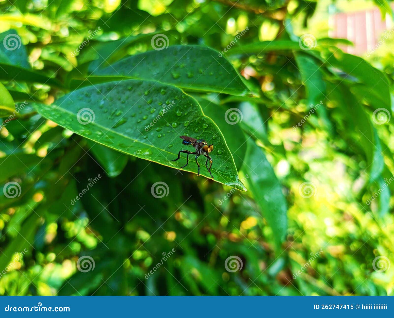 Insectos Que Caen En Las Plantas Imagen de archivo - Imagen de verde ...