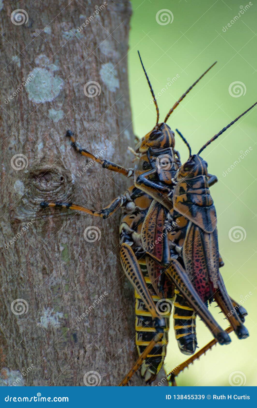 Insectos Que Disfrutan Del Ambiente Imagen de archivo - Imagen de campo ...