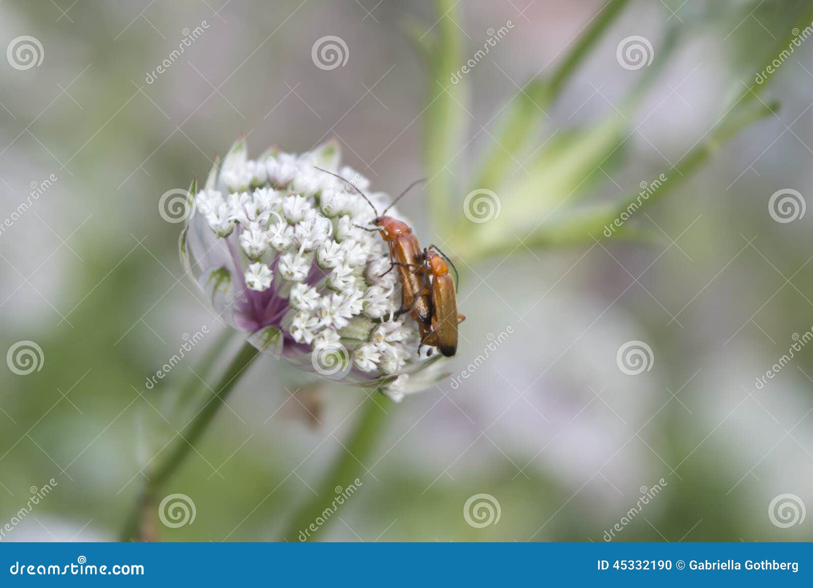 Insectos Que Se Acoplan En La Flor Foto de archivo - Imagen de ...