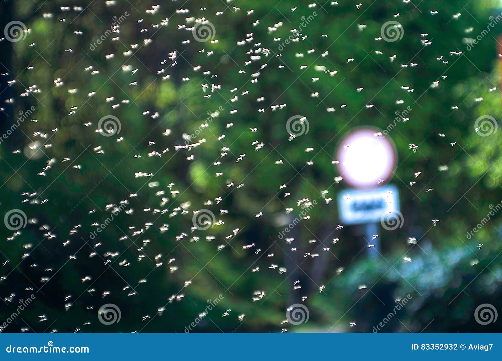 Insectos Que Vuelan En El Aire Foto de archivo - Imagen de animal ...