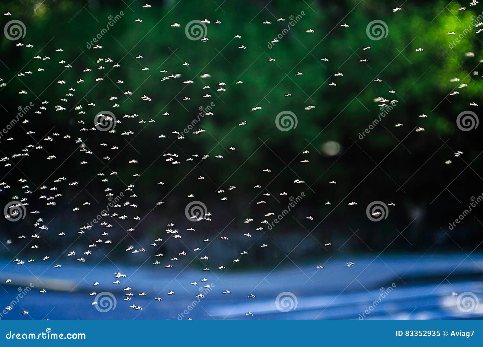 Insectos Que Vuelan En El Aire Imagen de archivo - Imagen de cubo ...