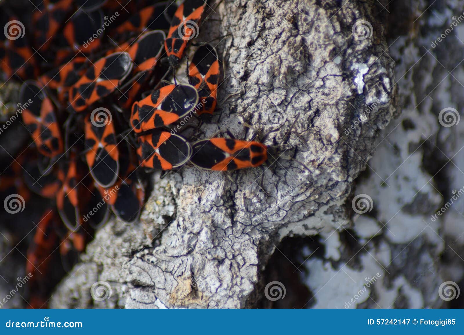 Insectos rojos imagen de archivo. Imagen de criaturas - 57242147