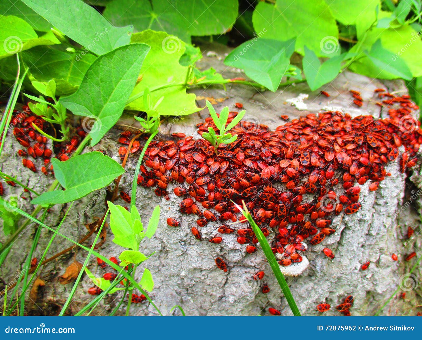 Insectos rojos foto de archivo. Imagen de bosque, bicho - 72875962