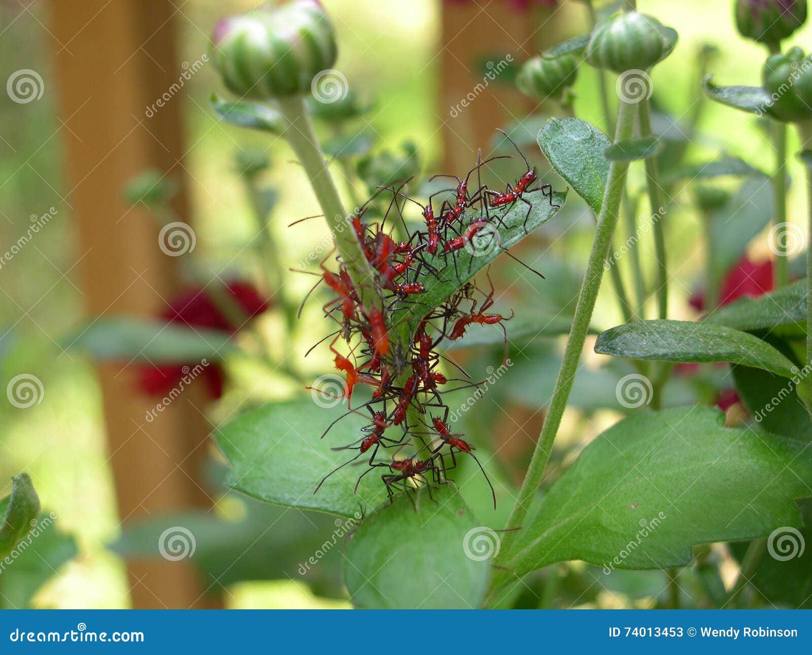 Insectos Rojos En La Planta Imagen de archivo - Imagen de verde ...