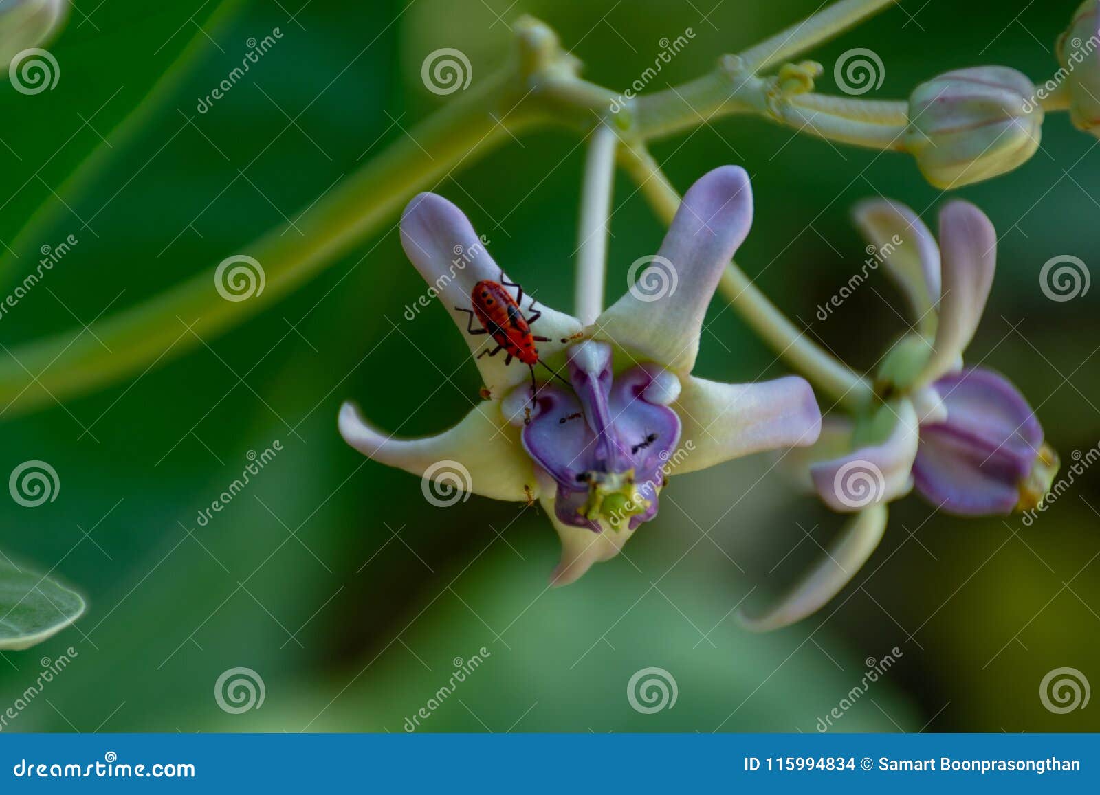 Insectos Rojos En Las Flores Foto de archivo - Imagen de concepto ...