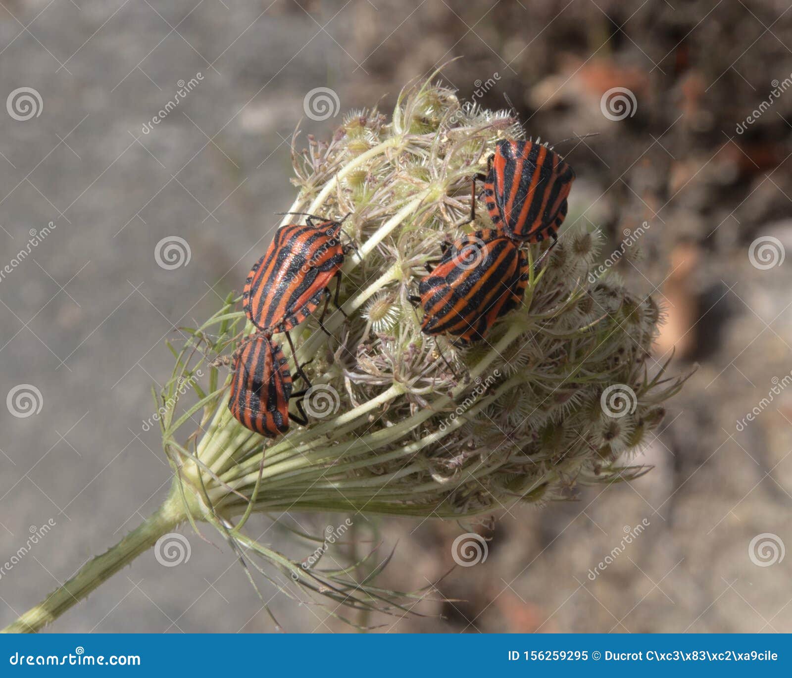 Insectos Rojos En Una Planta Imagen de archivo - Imagen de hierba ...