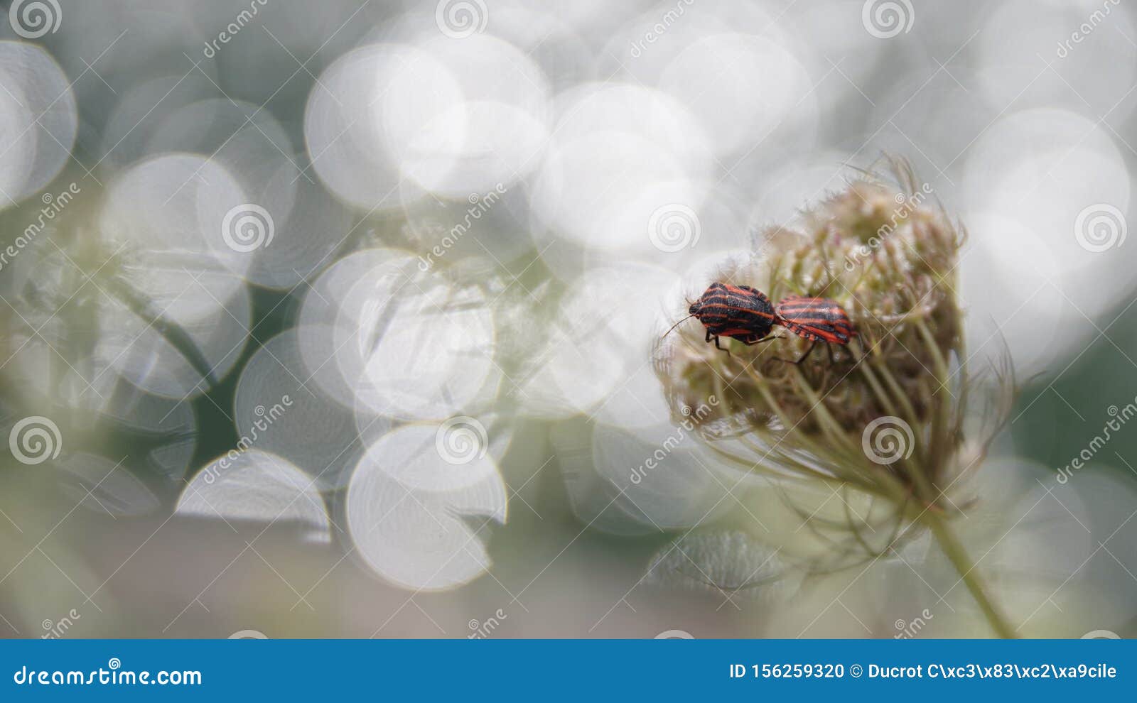 Insectos Rojos En Una Planta Foto de archivo - Imagen de cubo, ambiente ...