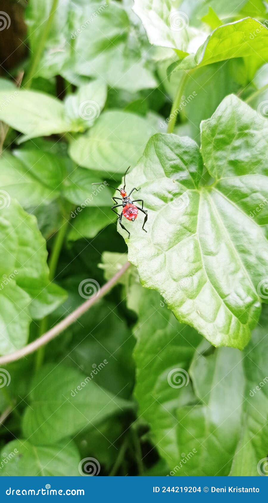 Insectos Rojos Jugando En Las Hojas Foto de archivo - Imagen de arbusto ...