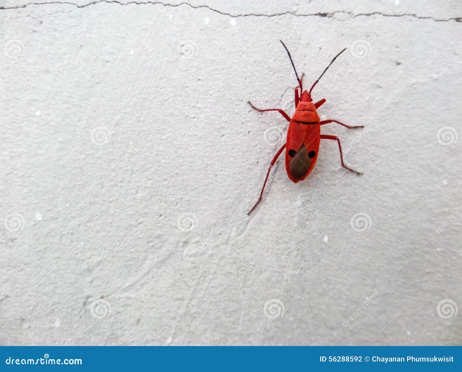INSECTOS ROJOS, STAINERS ROJOS, GIGANTES Foto de archivo - Imagen de ...
