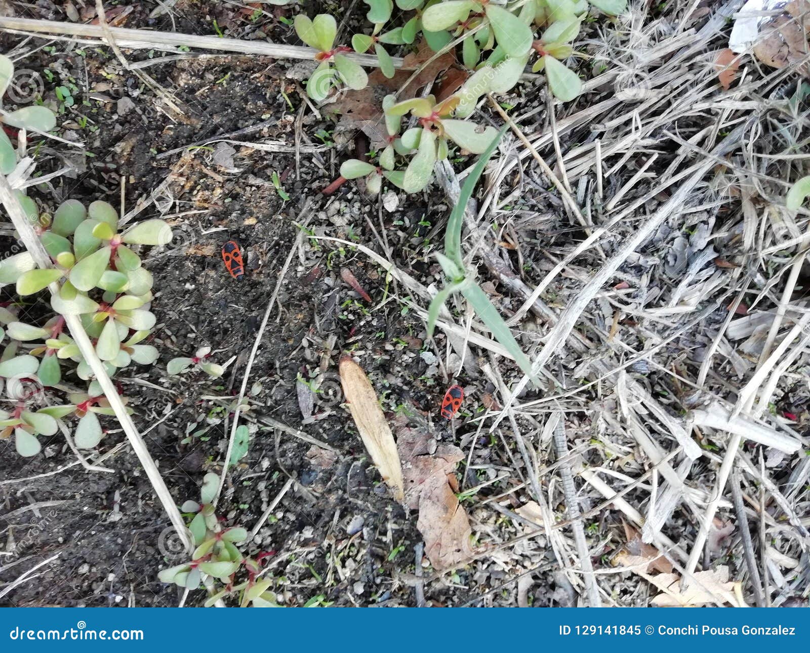 Insectos rojos y negros imagen de archivo. Imagen de insectos - 129141845