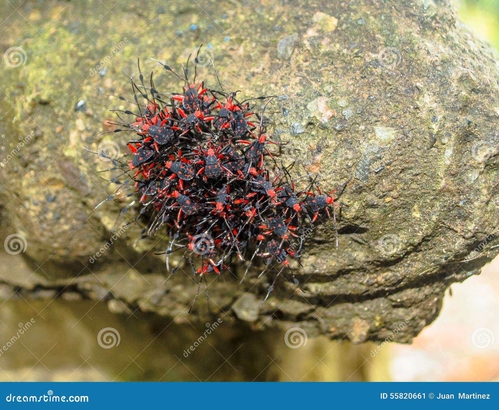 Insectos rojos y negros imagen de archivo. Imagen de travieso - 55820661