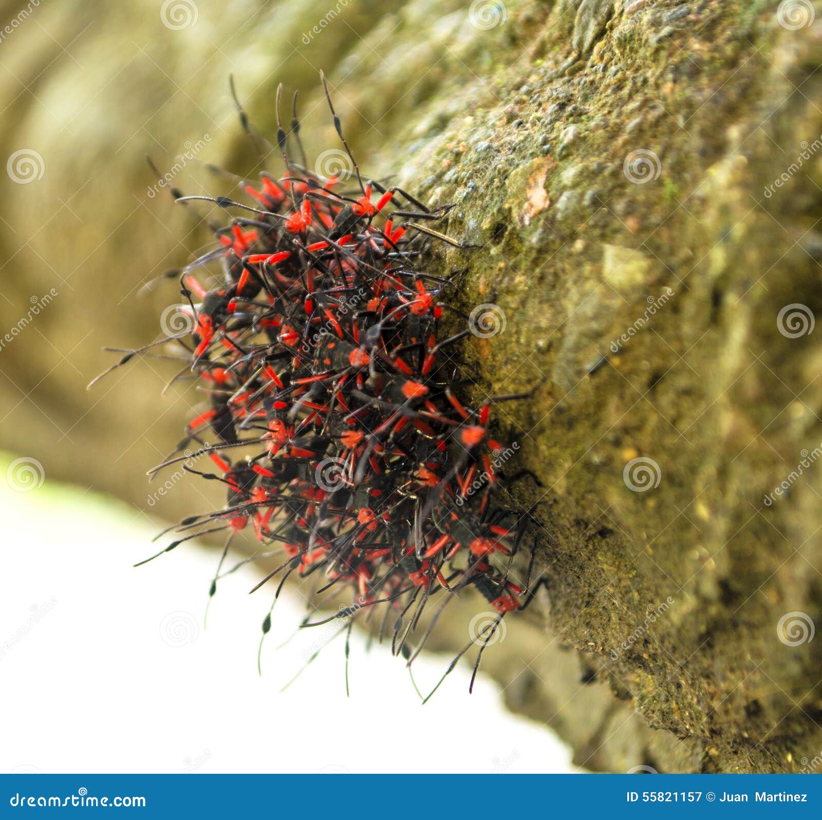 Insectos rojos y negros imagen de archivo. Imagen de america - 55821157