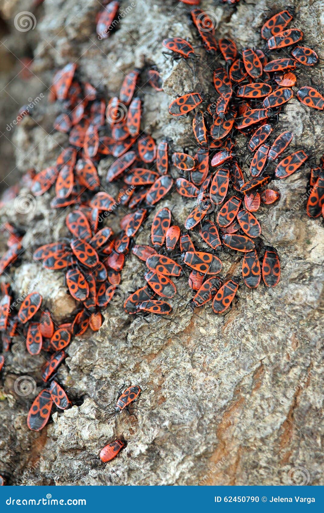 Insectos rojos y negros foto de archivo. Imagen de roca - 62450790